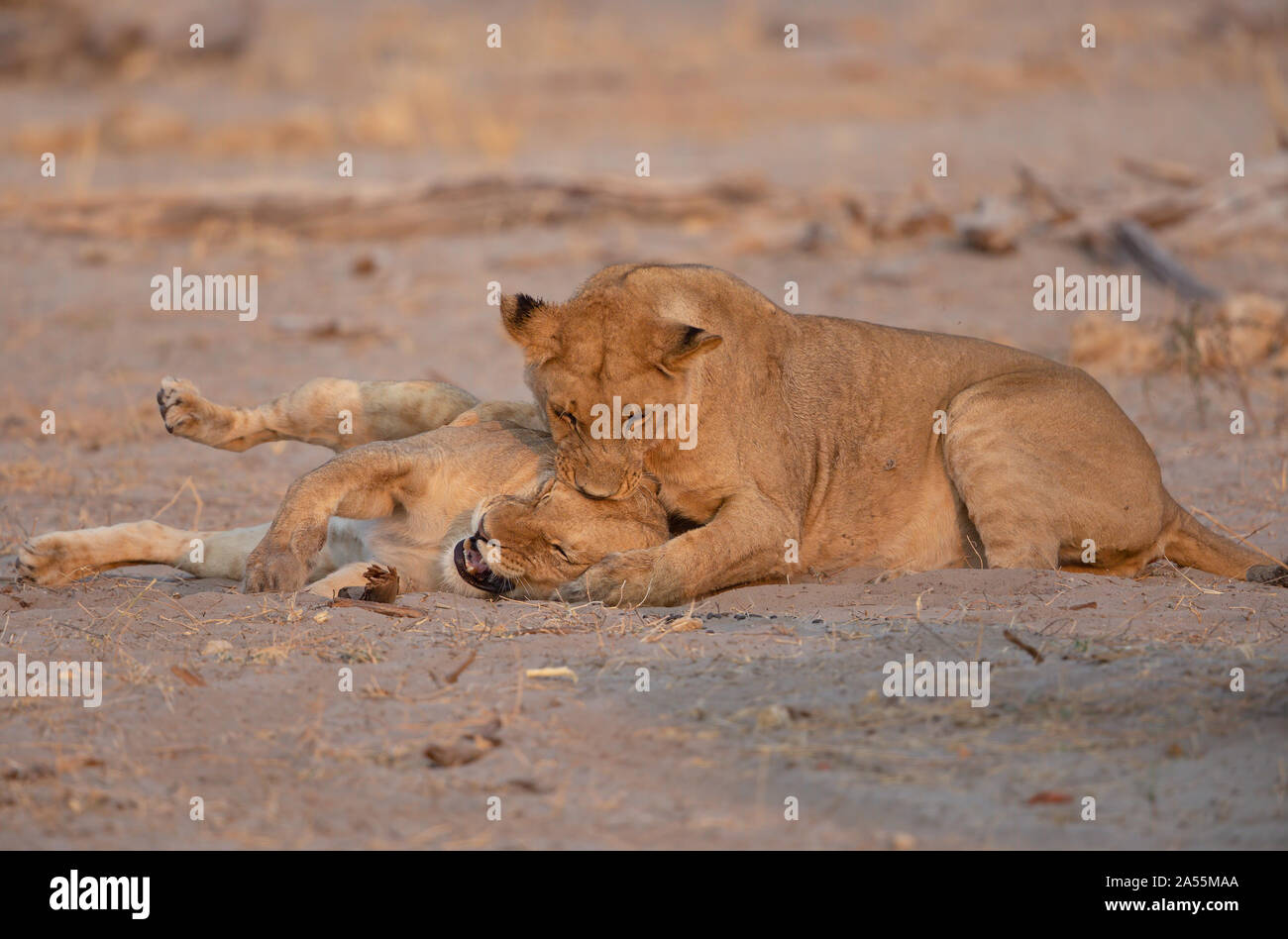 Lions ambush hi-res stock photography and images - Alamy