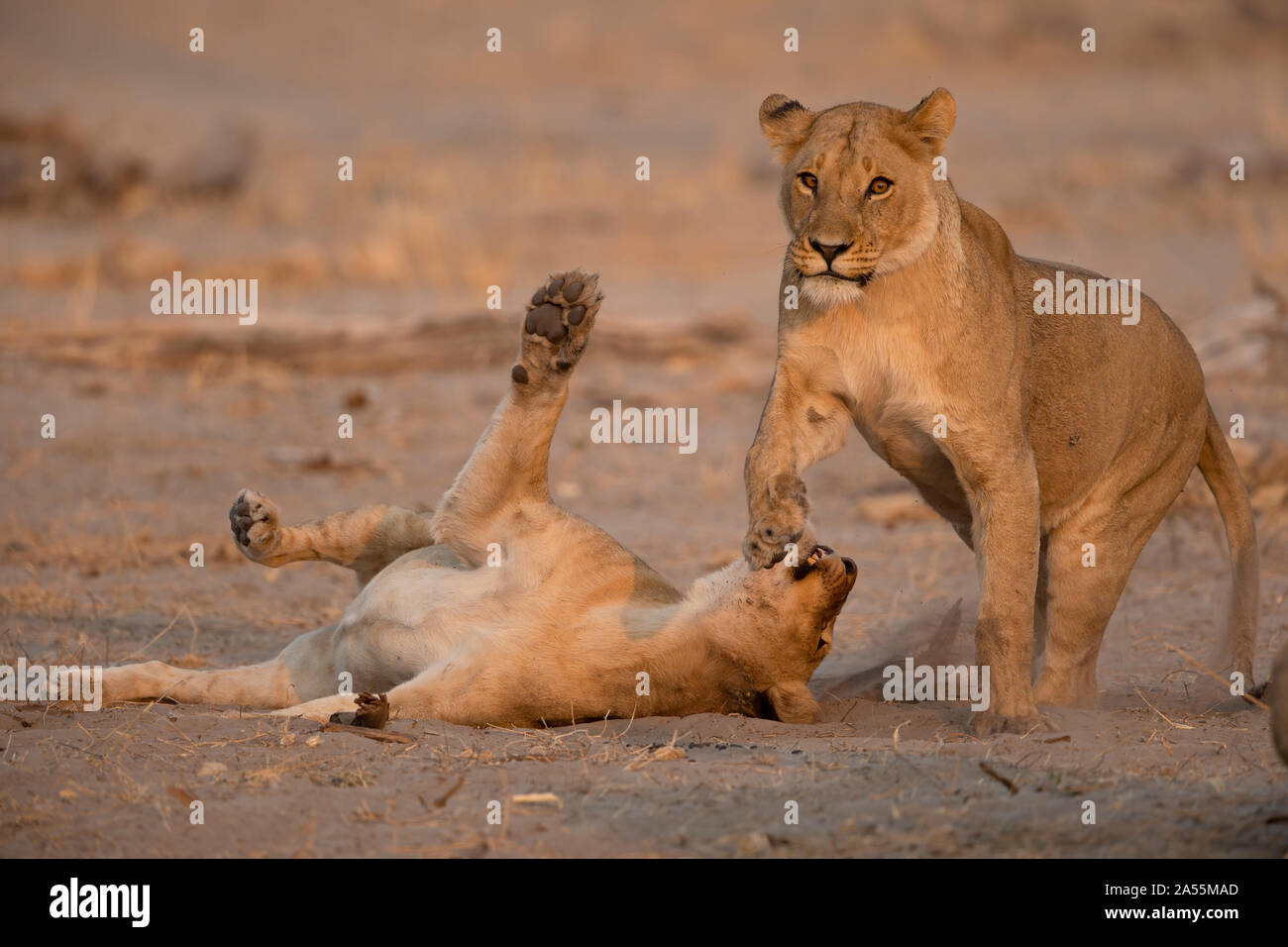 Lions ambush hi-res stock photography and images - Alamy