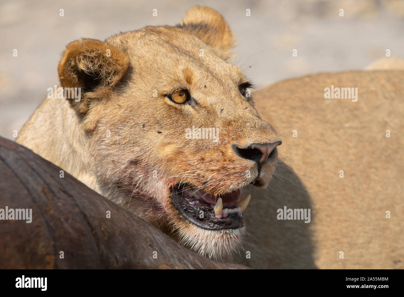 Lions ambush hi-res stock photography and images - Alamy