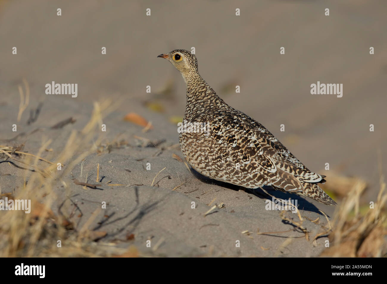 Double Banded Sandgrouse High Resolution Stock Photography and Images ...