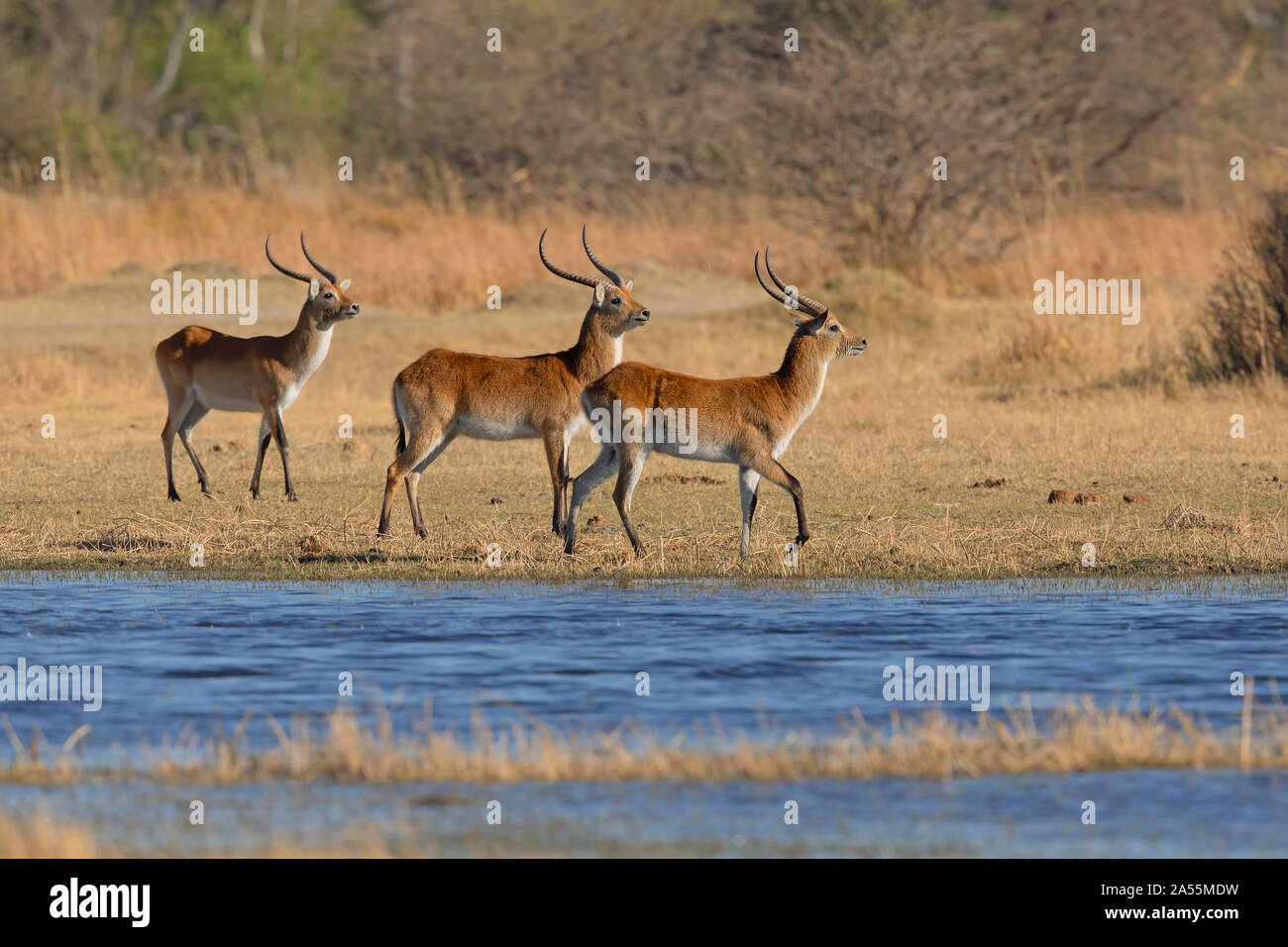 Mammalsofafrica hi-res stock photography and images - Alamy