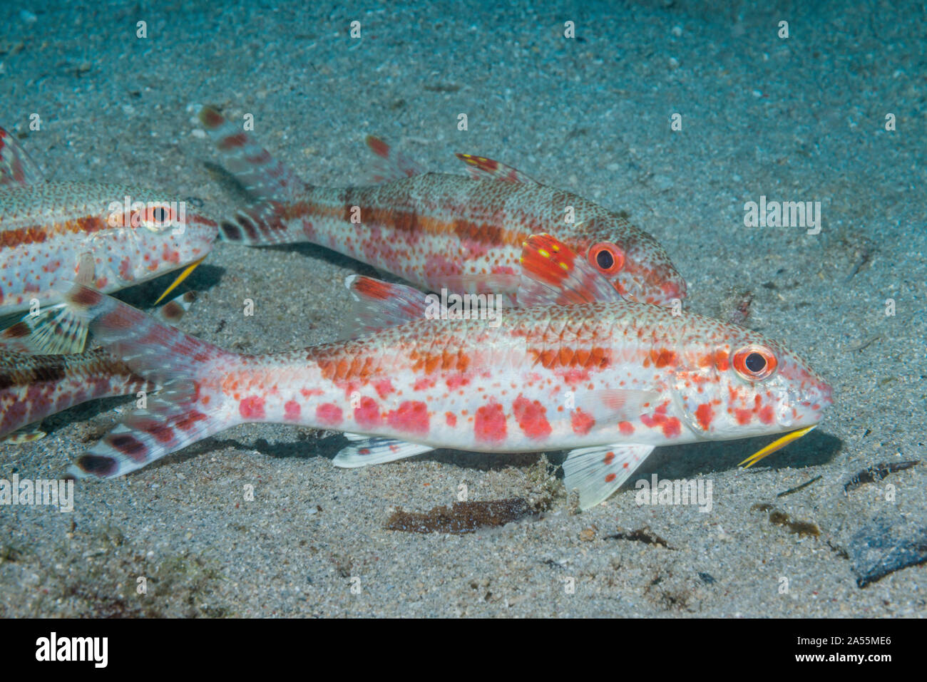 Freckled goatfish [Upeneus tragula]. North Sulawesi, Indonesia Stock ...