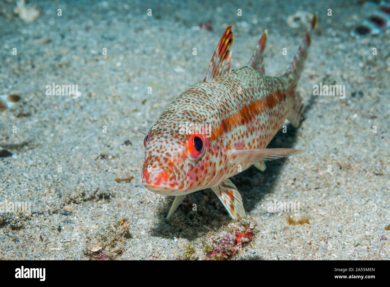 Freckled goatfish [Upeneus tragula]. North Sulawesi, Indonesia Stock ...
