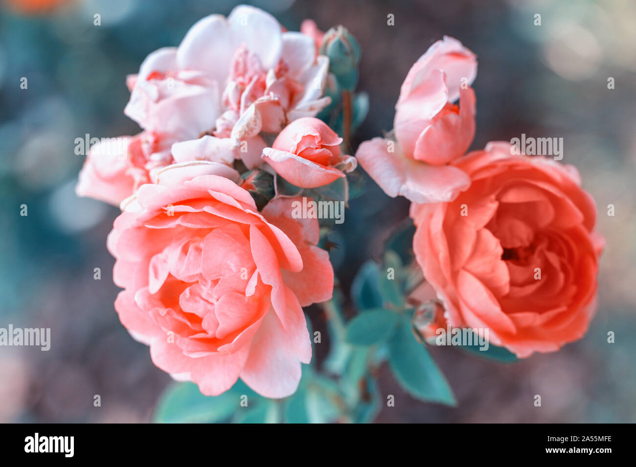 Beautiful coral roses flowers in garden close up. Tinted effect Stock ...