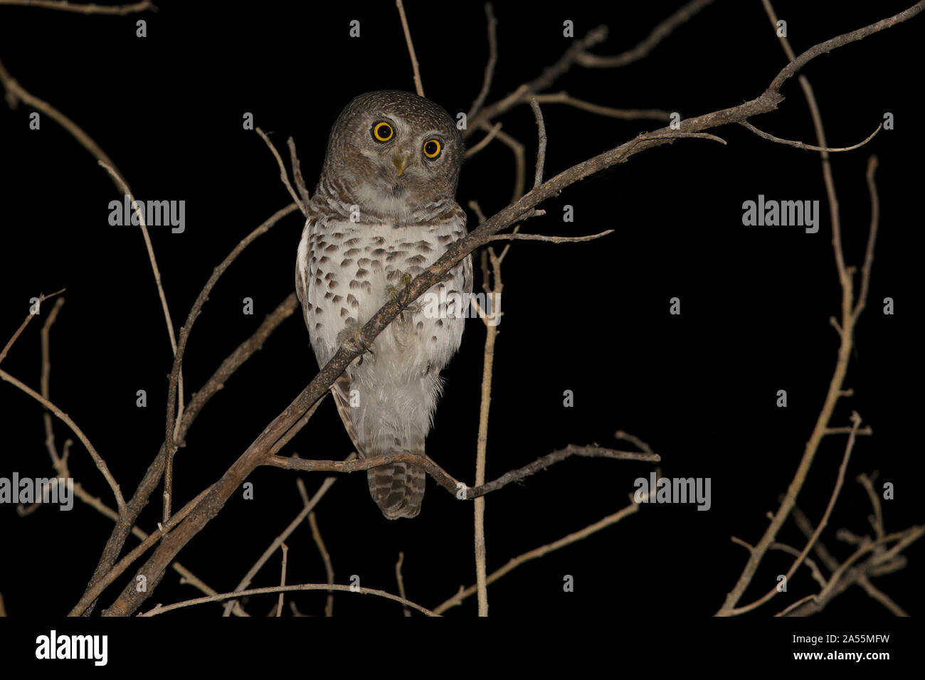 African Barred Owlet Stock Photo - Alamy