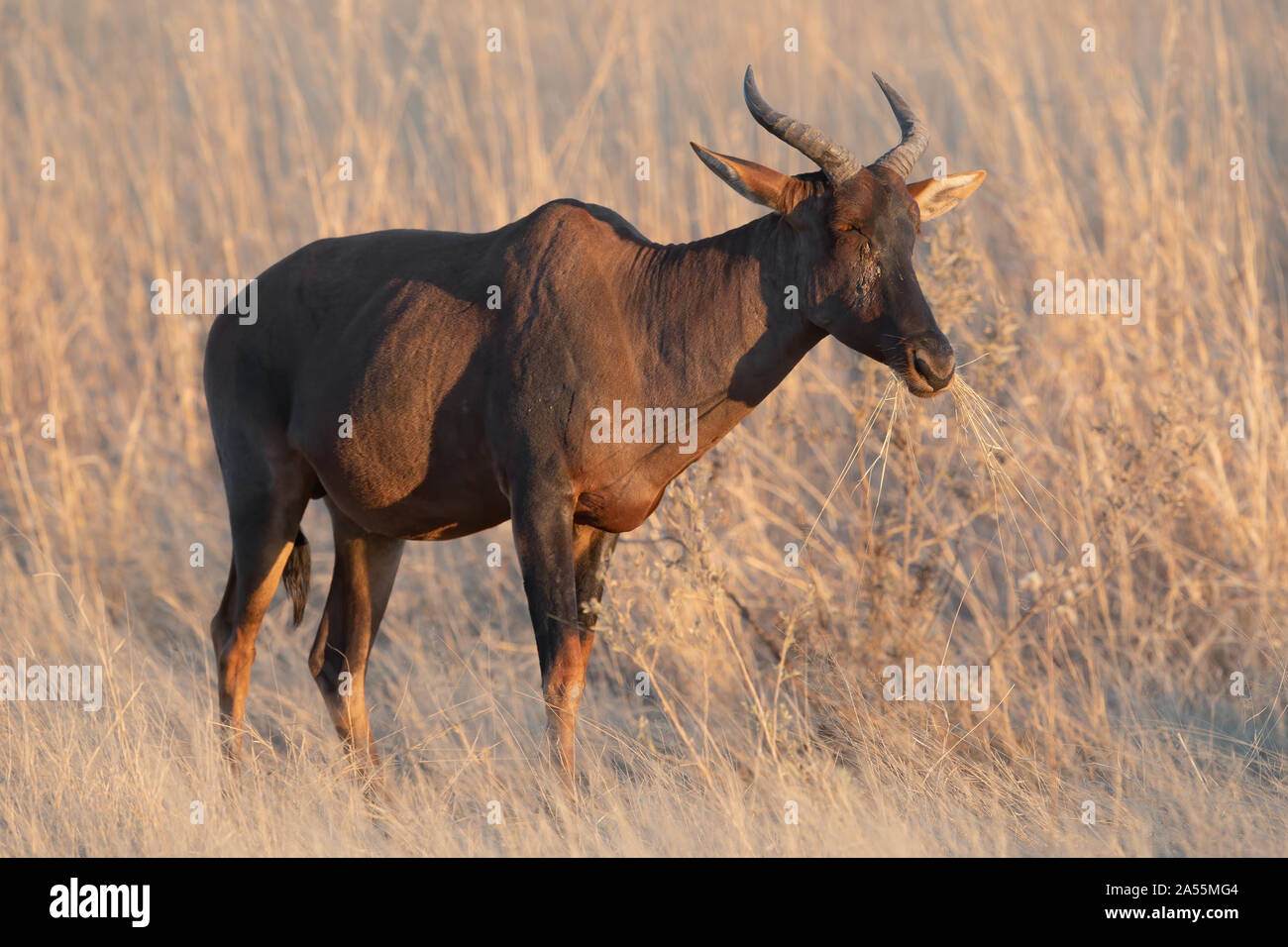 Mammalsofafrica hi-res stock photography and images - Alamy