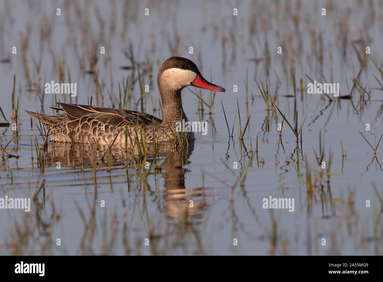 Red billed duck hi-res stock photography and images - Alamy