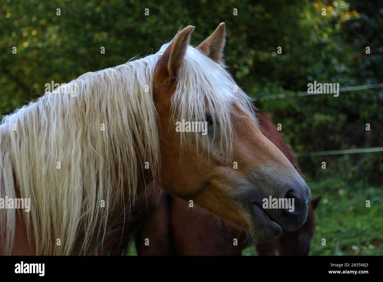 beautiful haflinger horse head portrait on the paddock Stock Photo - Alamy