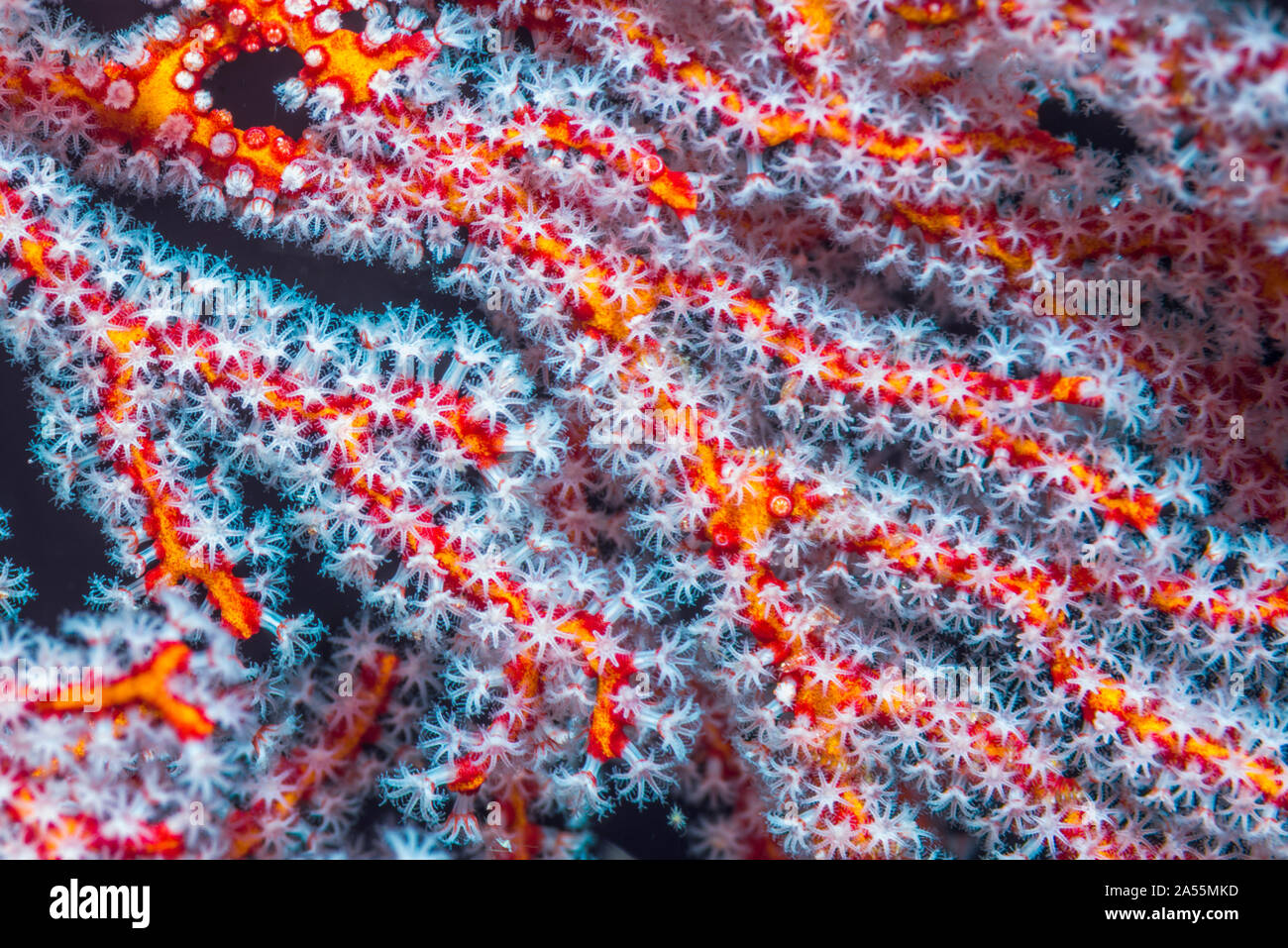 Cnidaria polyps hi-res stock photography and images - Alamy