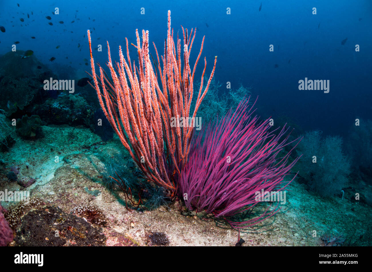 Gorgonian fan on coral reef. West Papua, Indonesia Stock Photo - Alamy