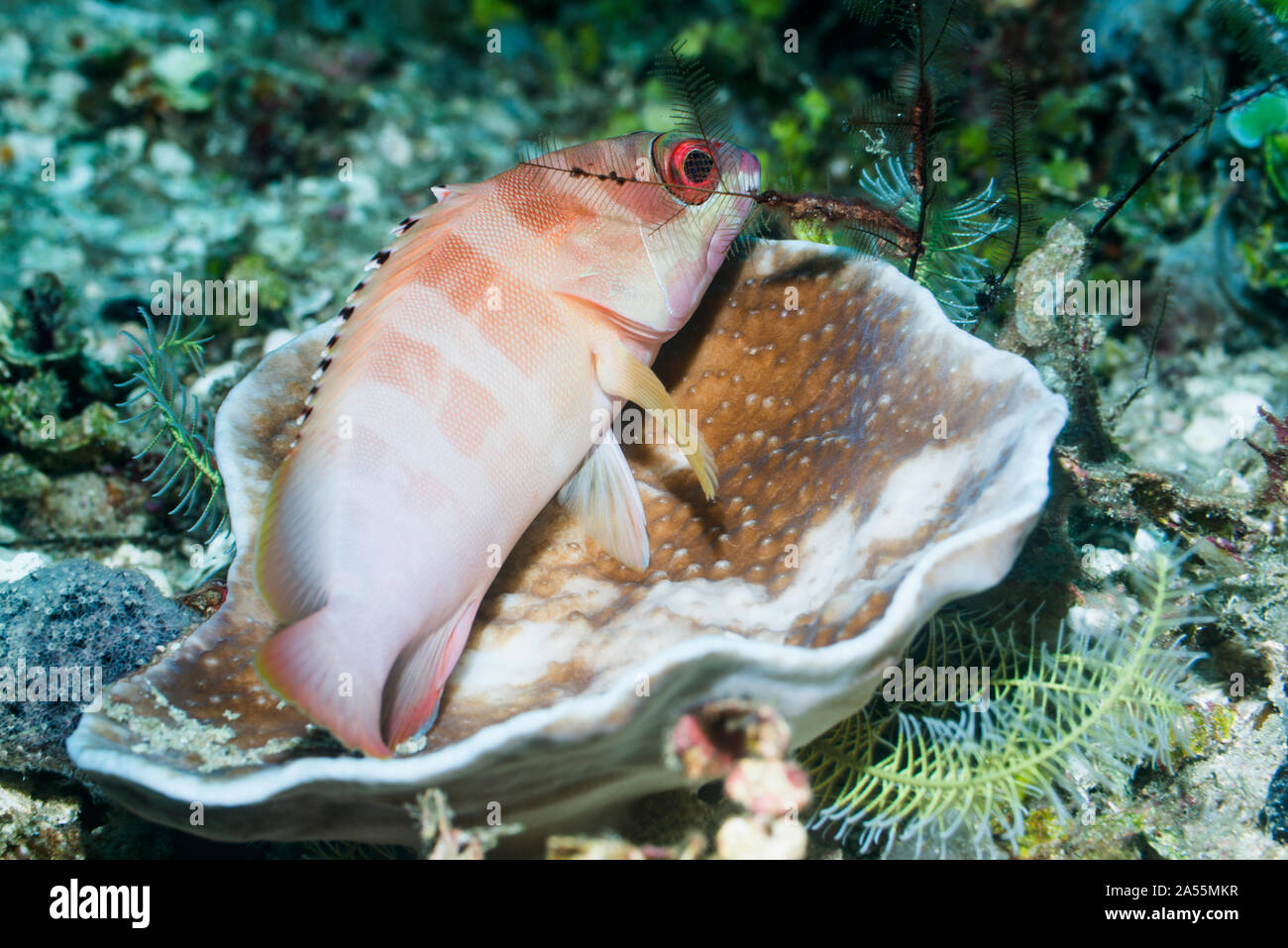 Blacktip Grouper [Epinephelus fasciatus]. West Papua, Indonesia. Indo ...