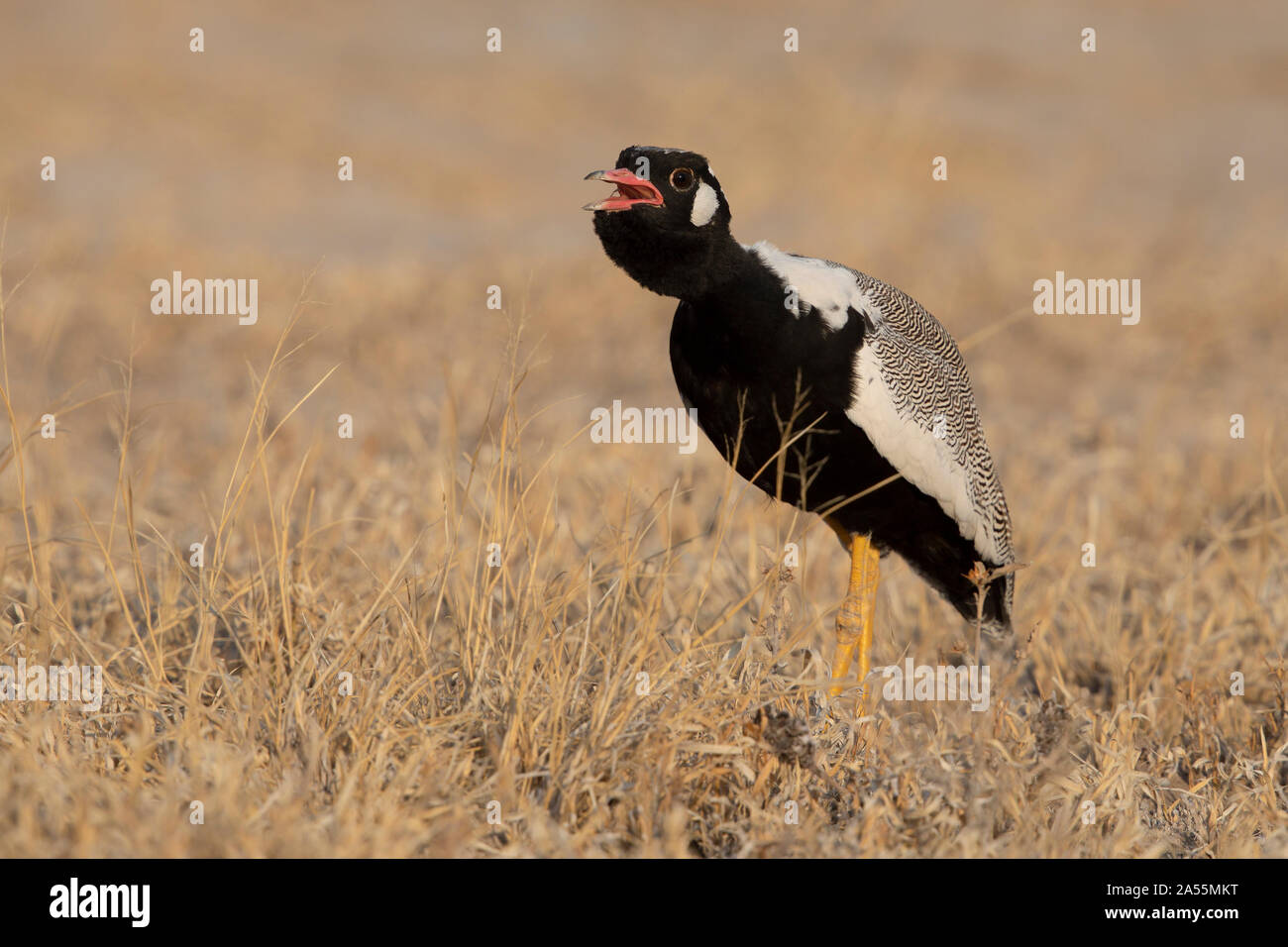Southern black korhaan hi-res stock photography and images - Alamy