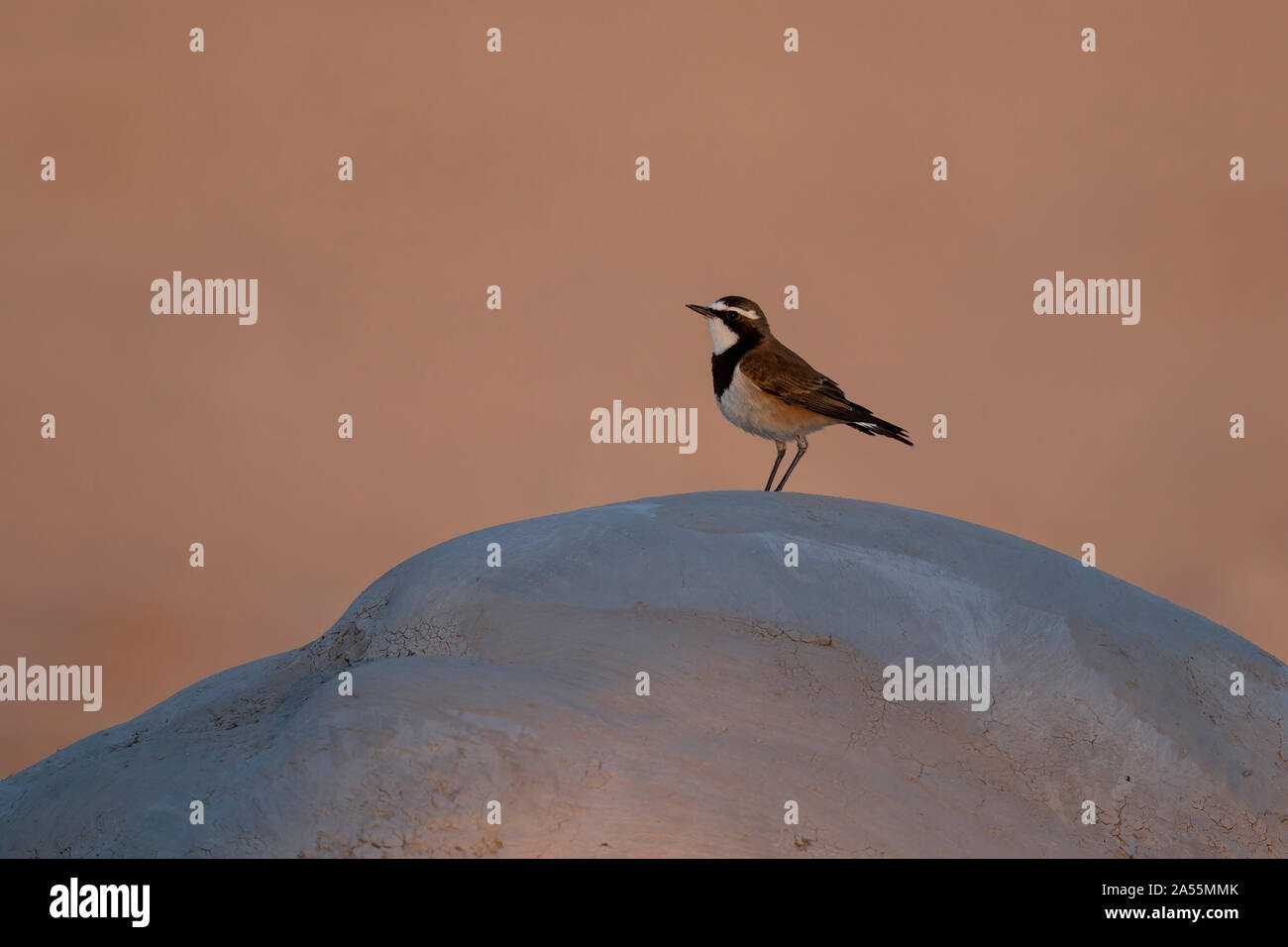 Oenanthepileata hi-res stock photography and images - Alamy