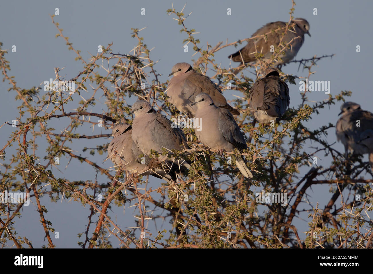 Roosting dove hi-res stock photography and images - Alamy