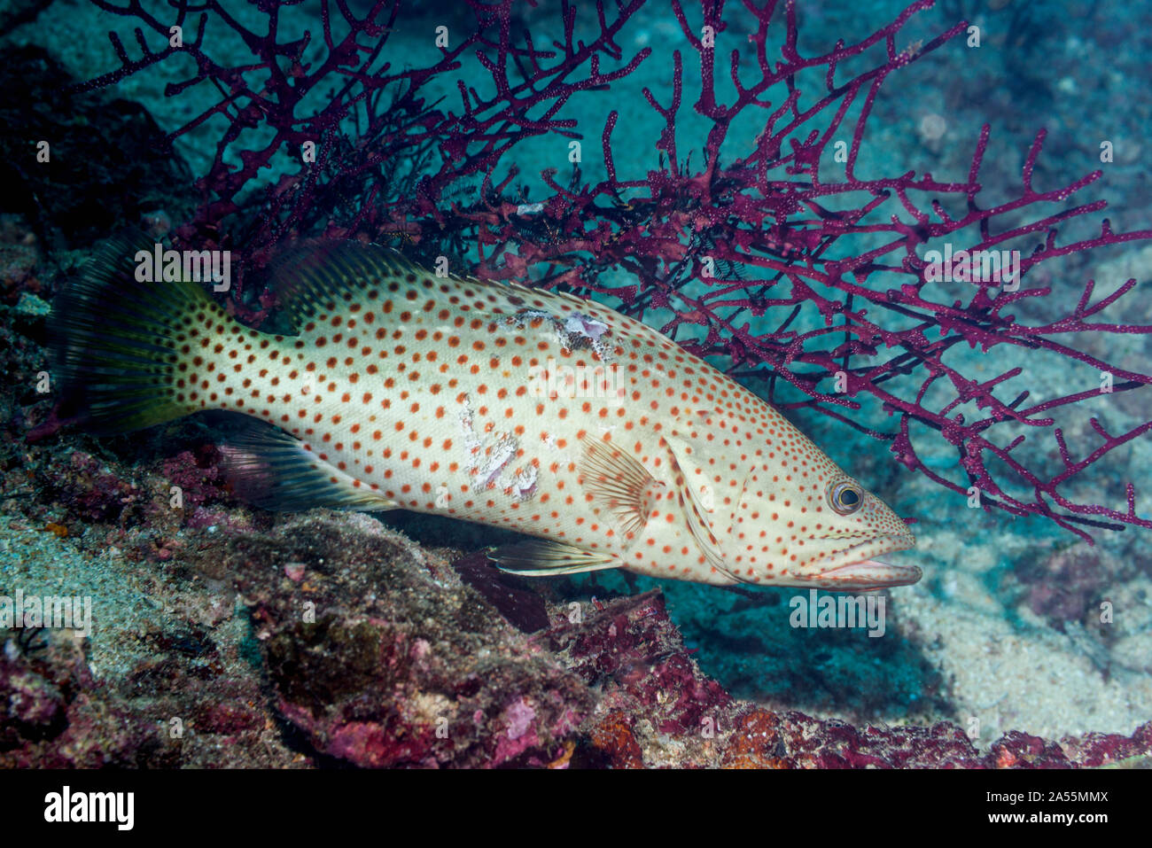 Slender Grouper [Anyperodon leucogrammicus] with wounds to its body ...