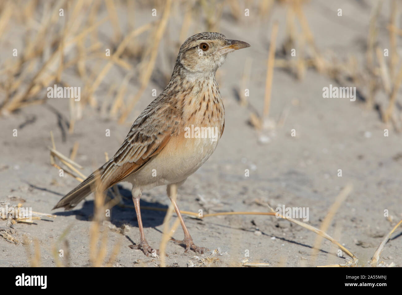 Calendulauda sabota hi-res stock photography and images - Alamy
