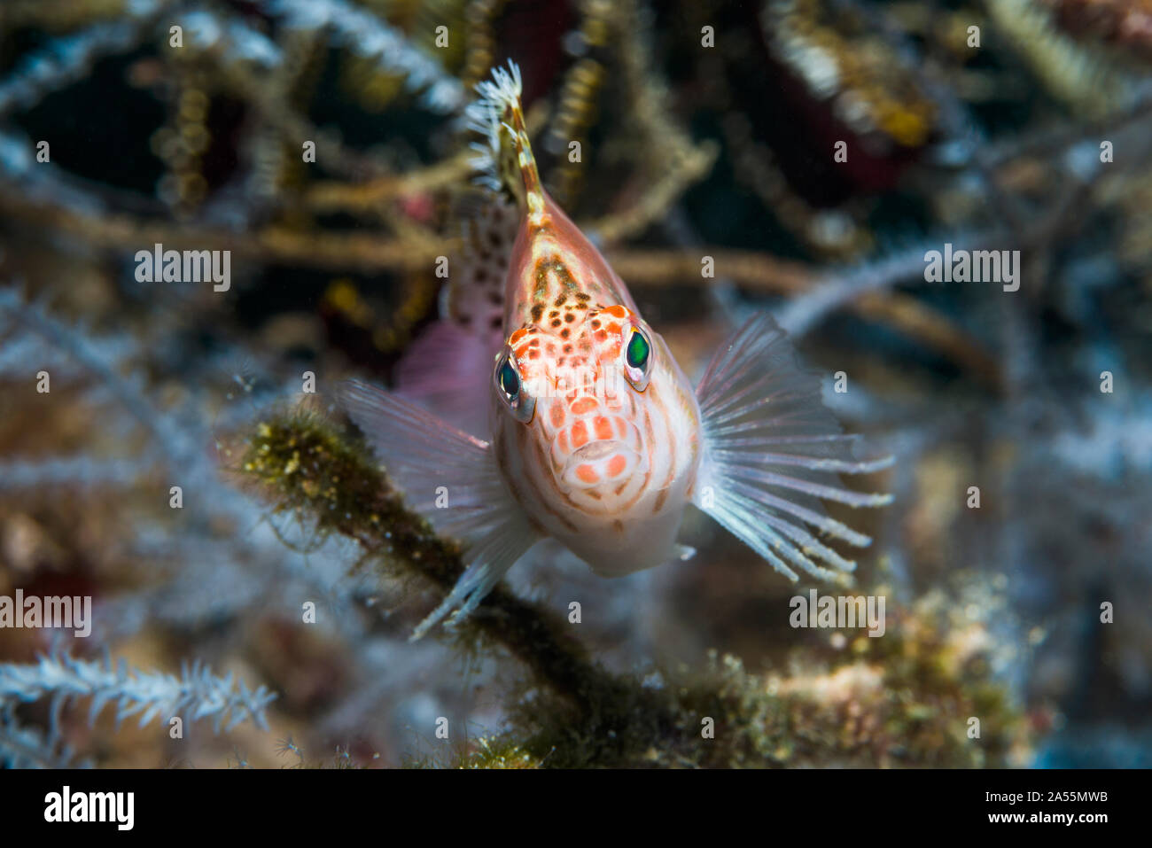 Threadfin Hawkfish [Cirrhytichthys aprinus]. West Papua, Indonesia ...
