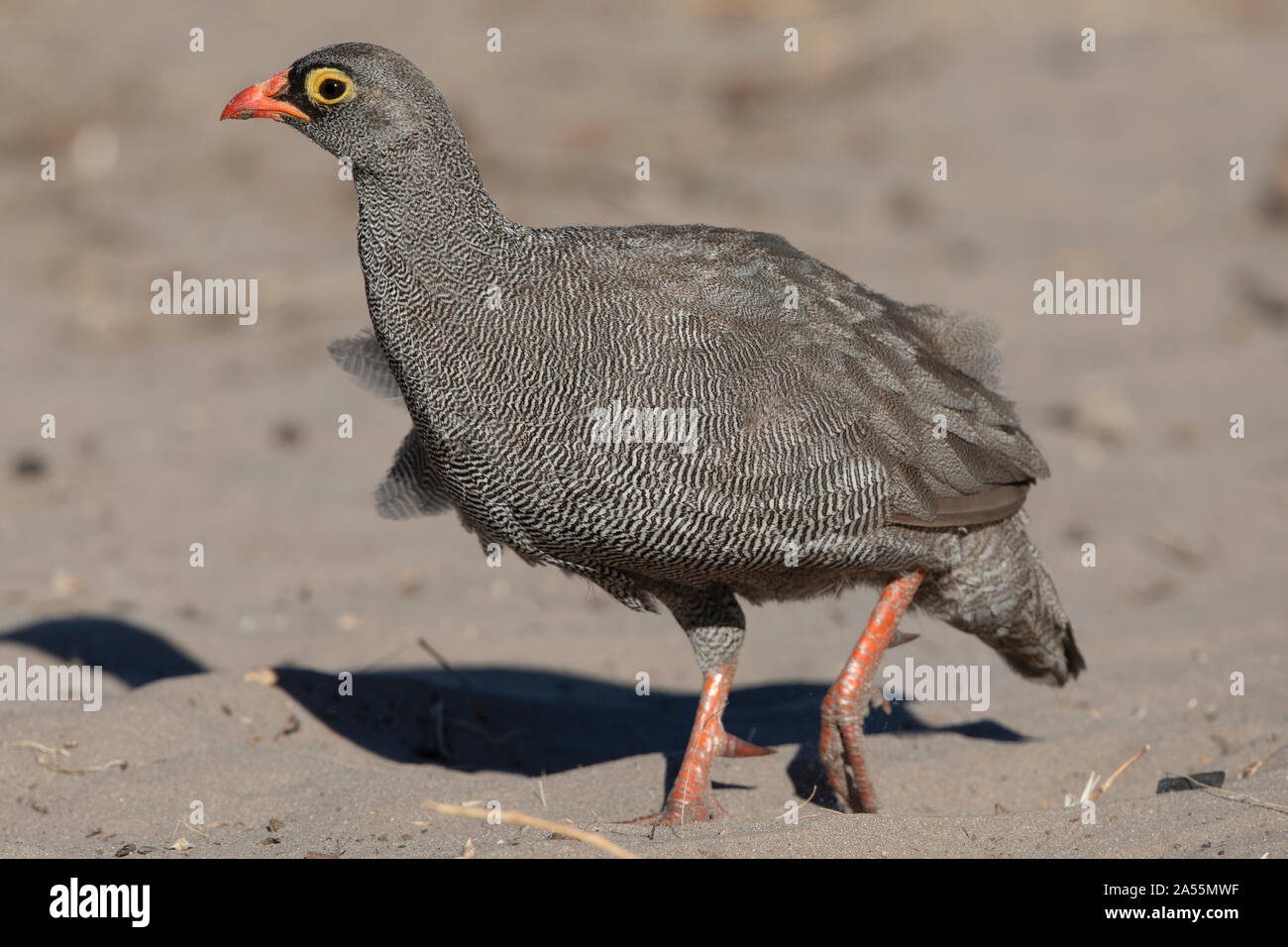 Red billed spurfowl pternistis adspersus hi-res stock photography and ...
