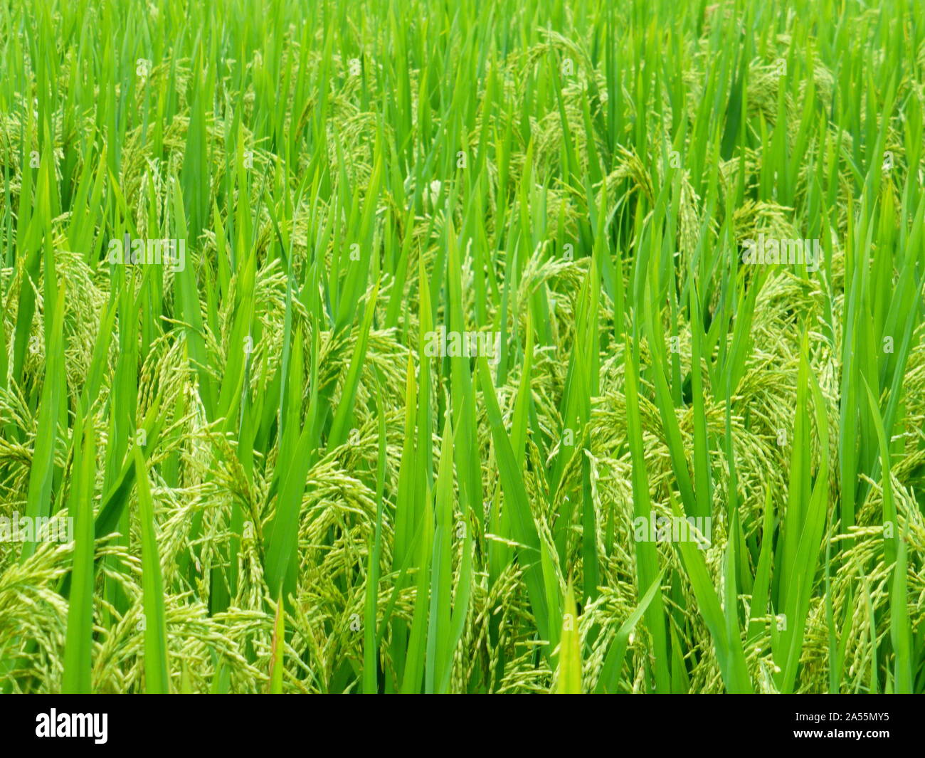 The ears of rice are growing in the farmland Stock Photo - Alamy