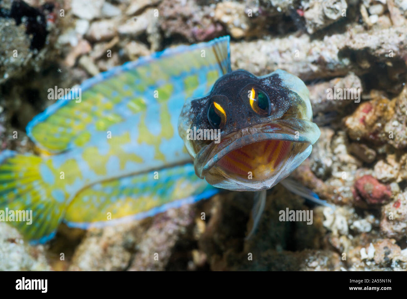 Jawfish