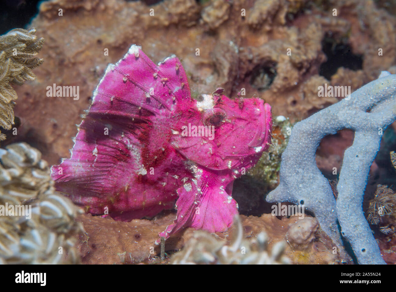 Leaf scorpionfish, Scorpion leaffish, Paperfish [Taenianotus triacanthus]. North Sulawesi ...