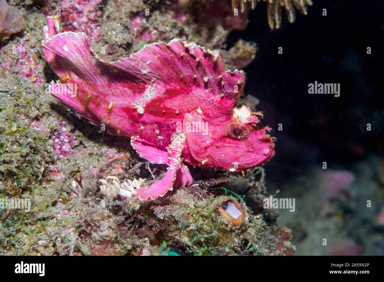 Leaf scorpionfish, Scorpion leaffish, Paperfish [Taenianotus ...