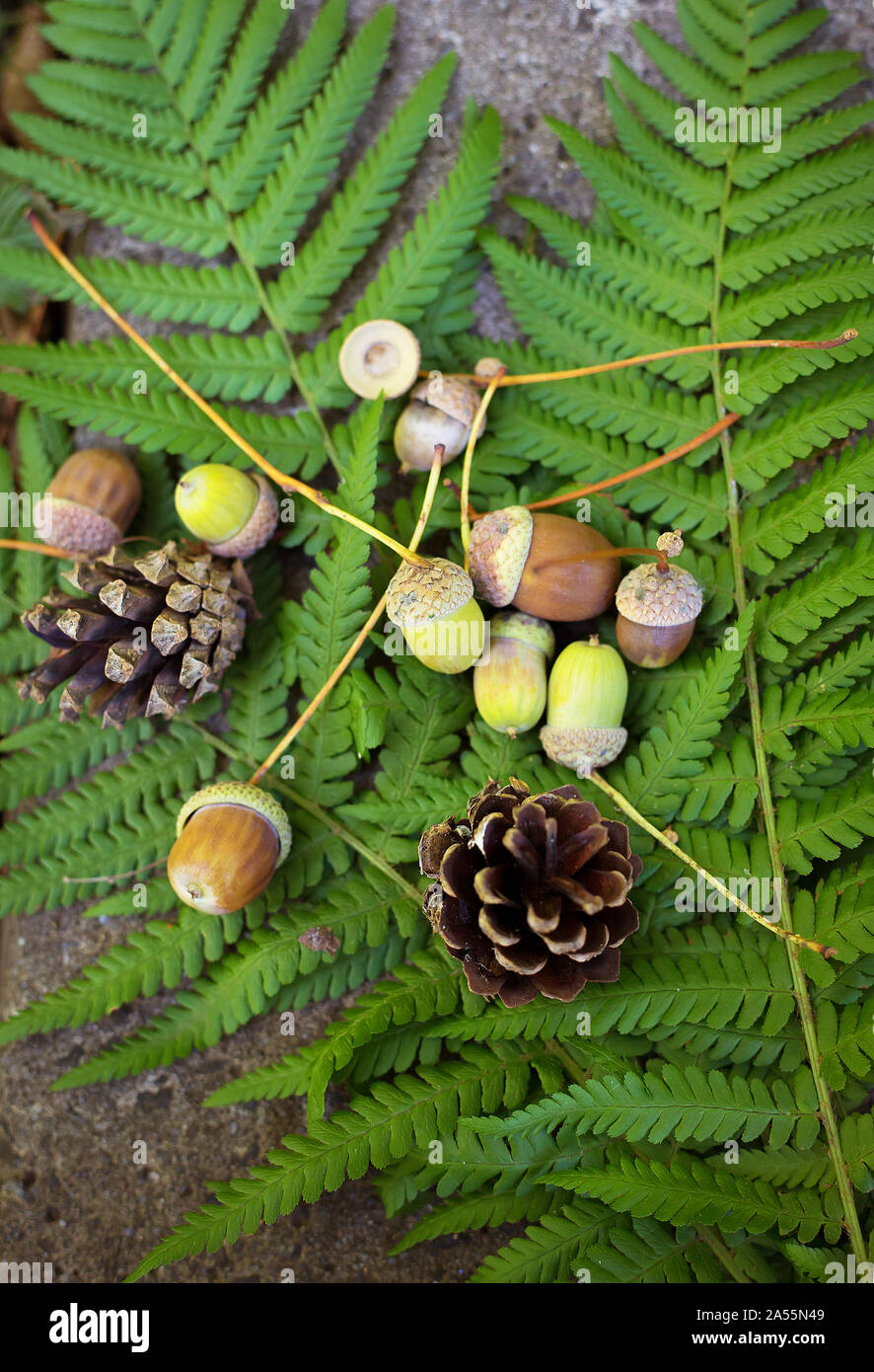 Autumn background of acorns, cones on the leaves of a fern Stock Photo ...