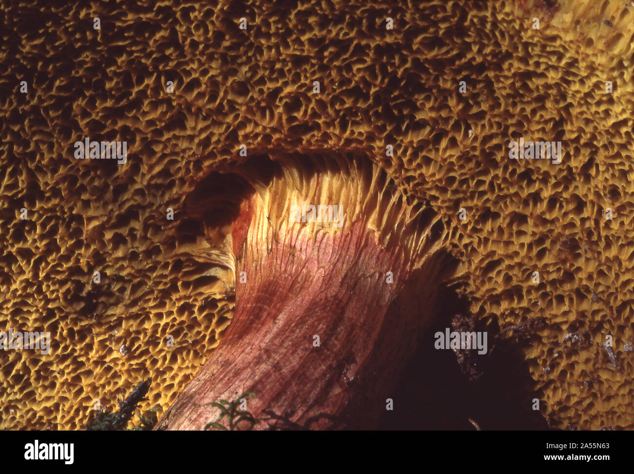 FUNGI; RED CRACKED BOLETE; BOLETUS CHRYSENTERON Stock Photo - Alamy