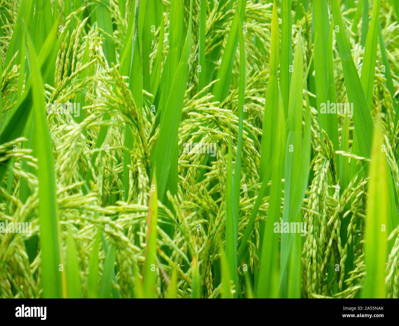 The ears of rice are growing in the farmland Stock Photo - Alamy