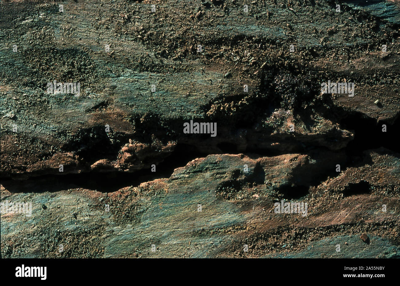 FUNGI; GREEN OAK WOOD PRODUCED BY FUNG; CHLOROSPLENIUM AERUGINASCENS ...
