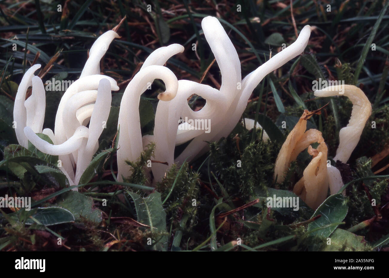 FUNGI; WHITE SPINDLES: FAIRY FINGERS (CLAVARIA VERMICULAIS Stock Photo ...