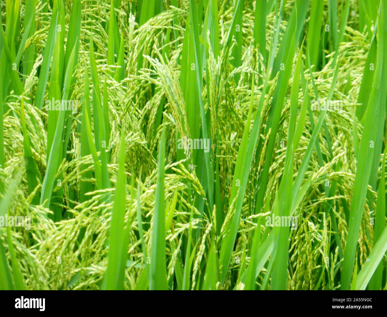 The ears of rice are growing in the farmland Stock Photo - Alamy