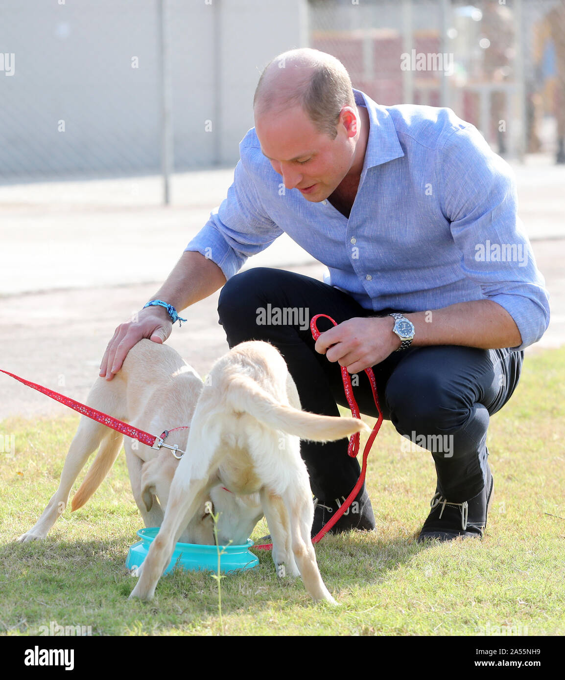 The Duke of Cambridge with golden labrador puppies Salto and Sky during ...
