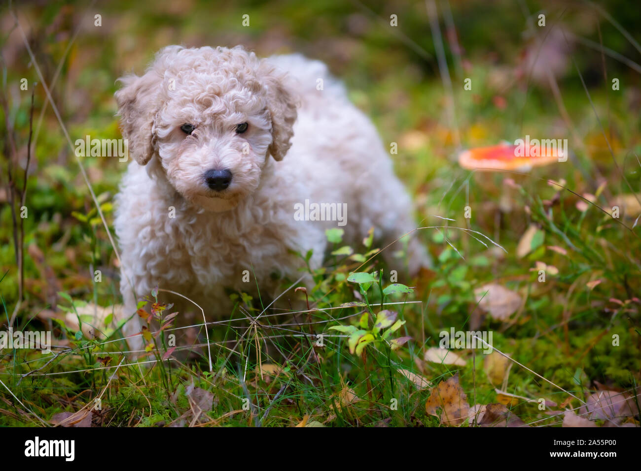 Apricot miniature poodle hi-res stock photography and images - Alamy
