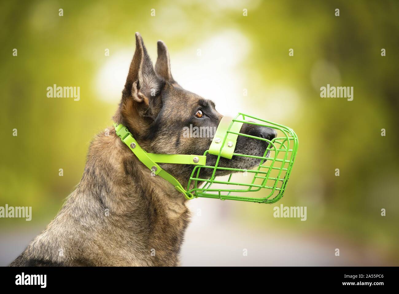 German shepherd dog with muzzle Stock Photo - Alamy