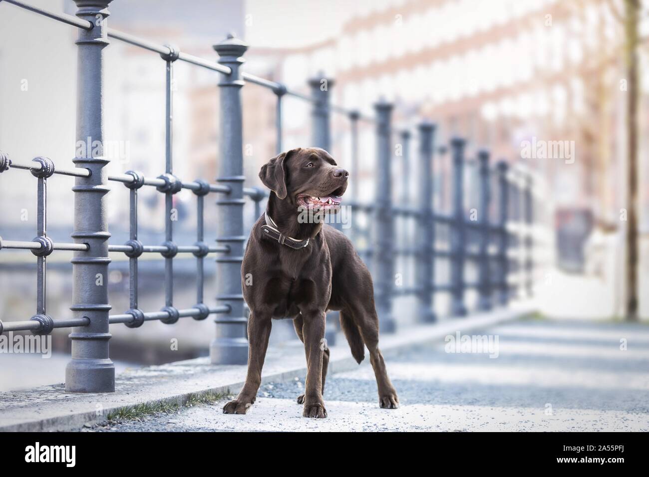 Labrador in the city Stock Photo - Alamy