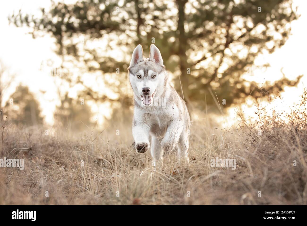 Siberian husky dog light colored hi-res stock photography and images ...