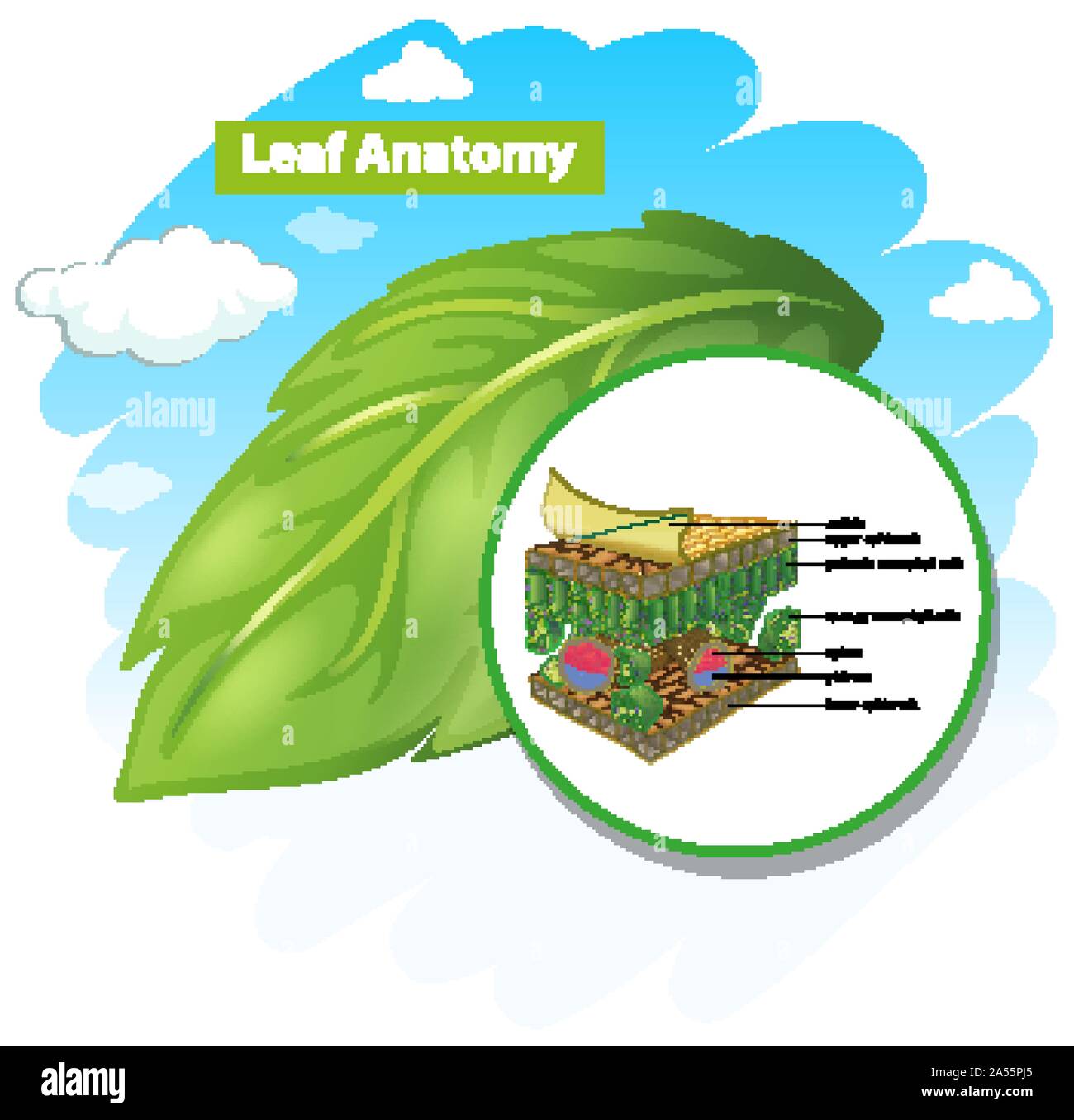 Diagram Showing Leaf Anatomy Illustration Stock Vector Image And Art Alamy