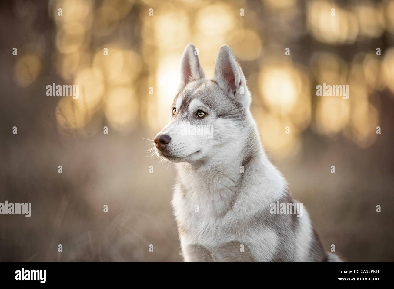 Siberian husky dog light colored hi-res stock photography and images ...