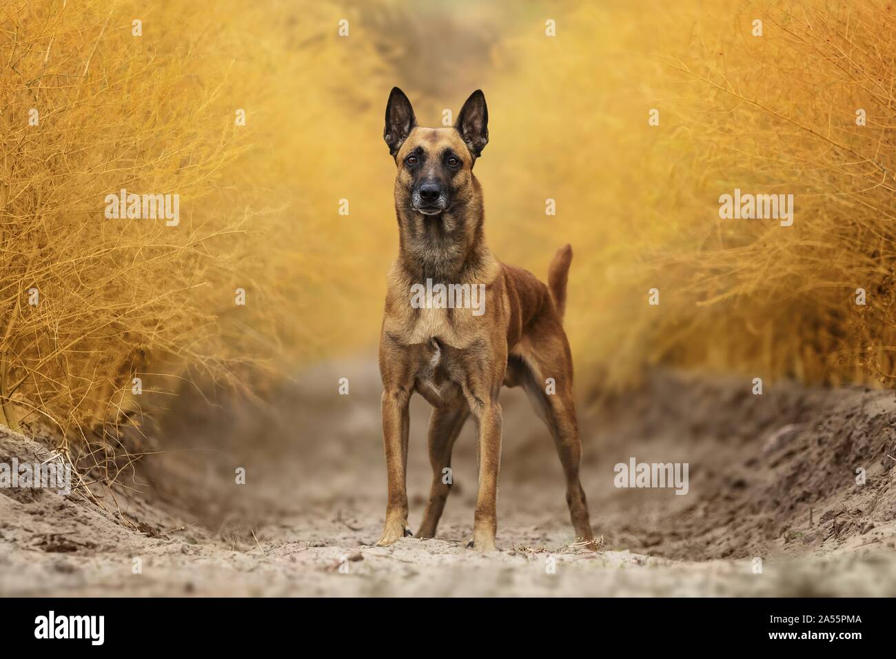 Male malinois hi-res stock photography and images - Alamy