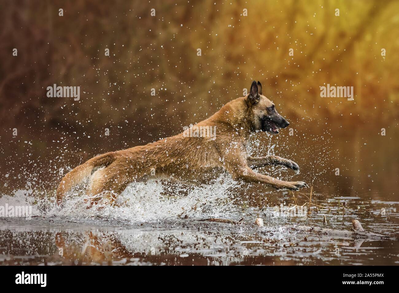 Male malinois hi-res stock photography and images - Alamy