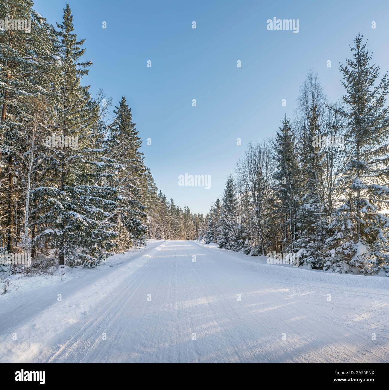 Rural forest road with snow in the winter, Uppland, Sweden, Scandinavia ...