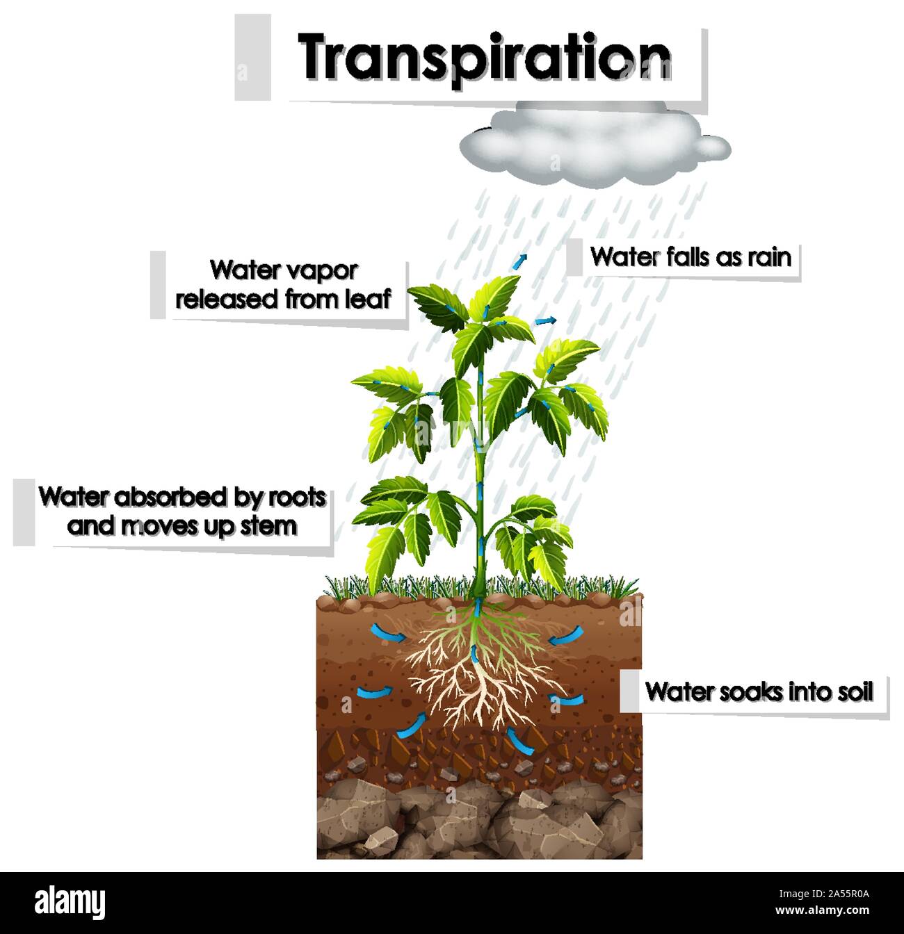 Diagram showing transpiration in plant illustration Stock Vector Image ...