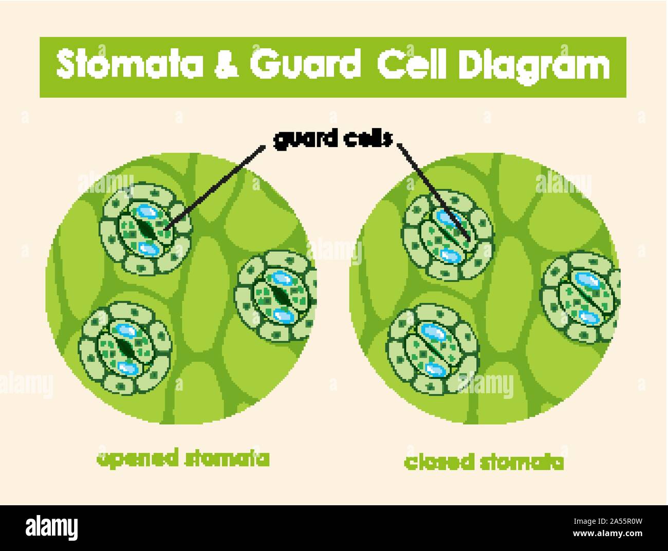 Stomata Diagram Morphology And Distribution Of Arabidopsis Stomata.