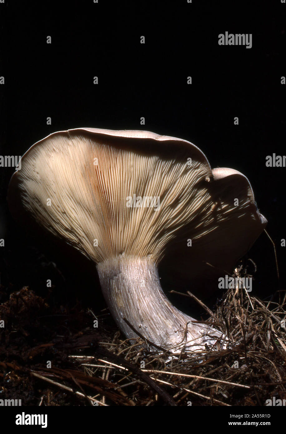 FUNGI; CLOUDED AGARIC; CLITOCYBE NEBULARIS Stock Photo - Alamy