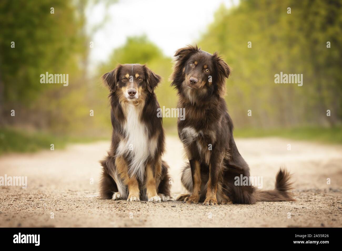 Miniature American Shepherds Stock Photo - Alamy
