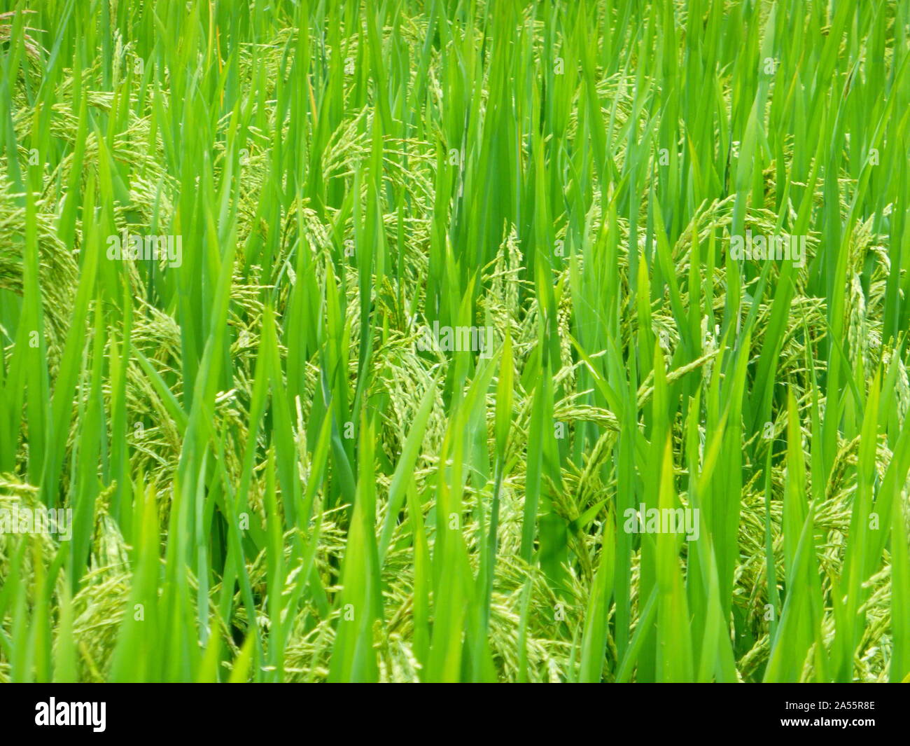 The ears of rice are growing in the farmland Stock Photo - Alamy