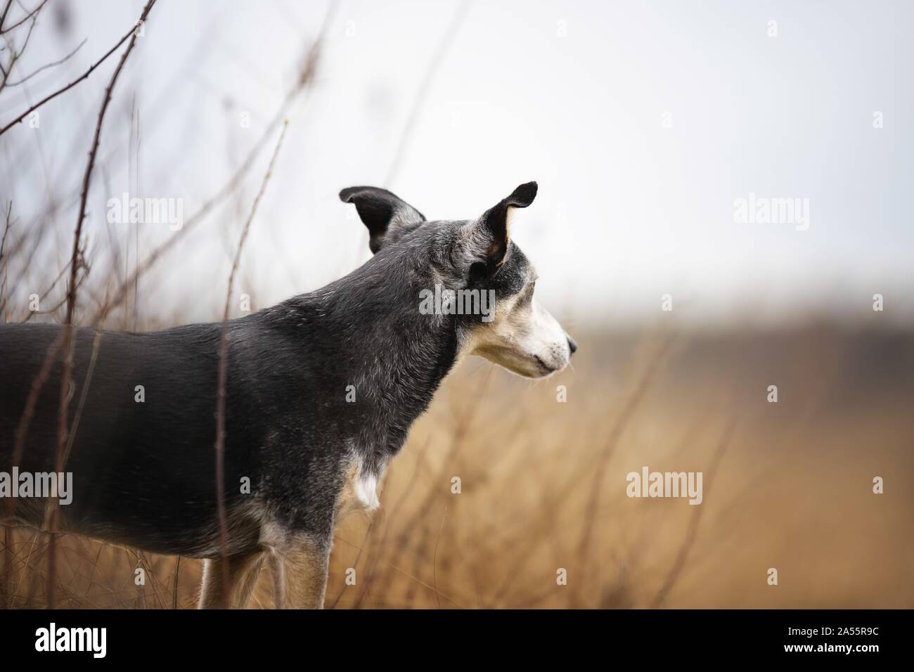 Ratonero mallorquin hi-res stock photography and images - Alamy