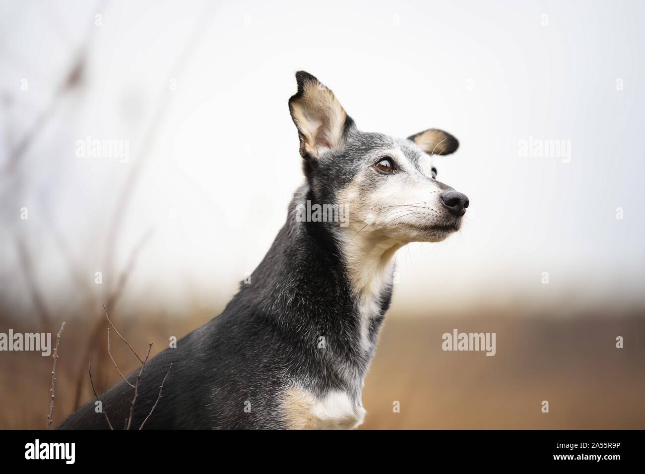 old Ratonero Mallorquin Stock Photo - Alamy