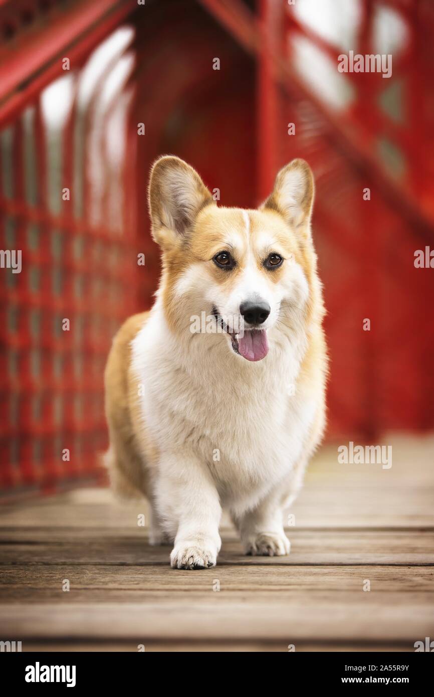 male Welsh Corgi Pembroke Stock Photo - Alamy